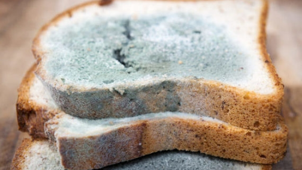 Eating mouldy food items can be potentially dangerous – 3AW