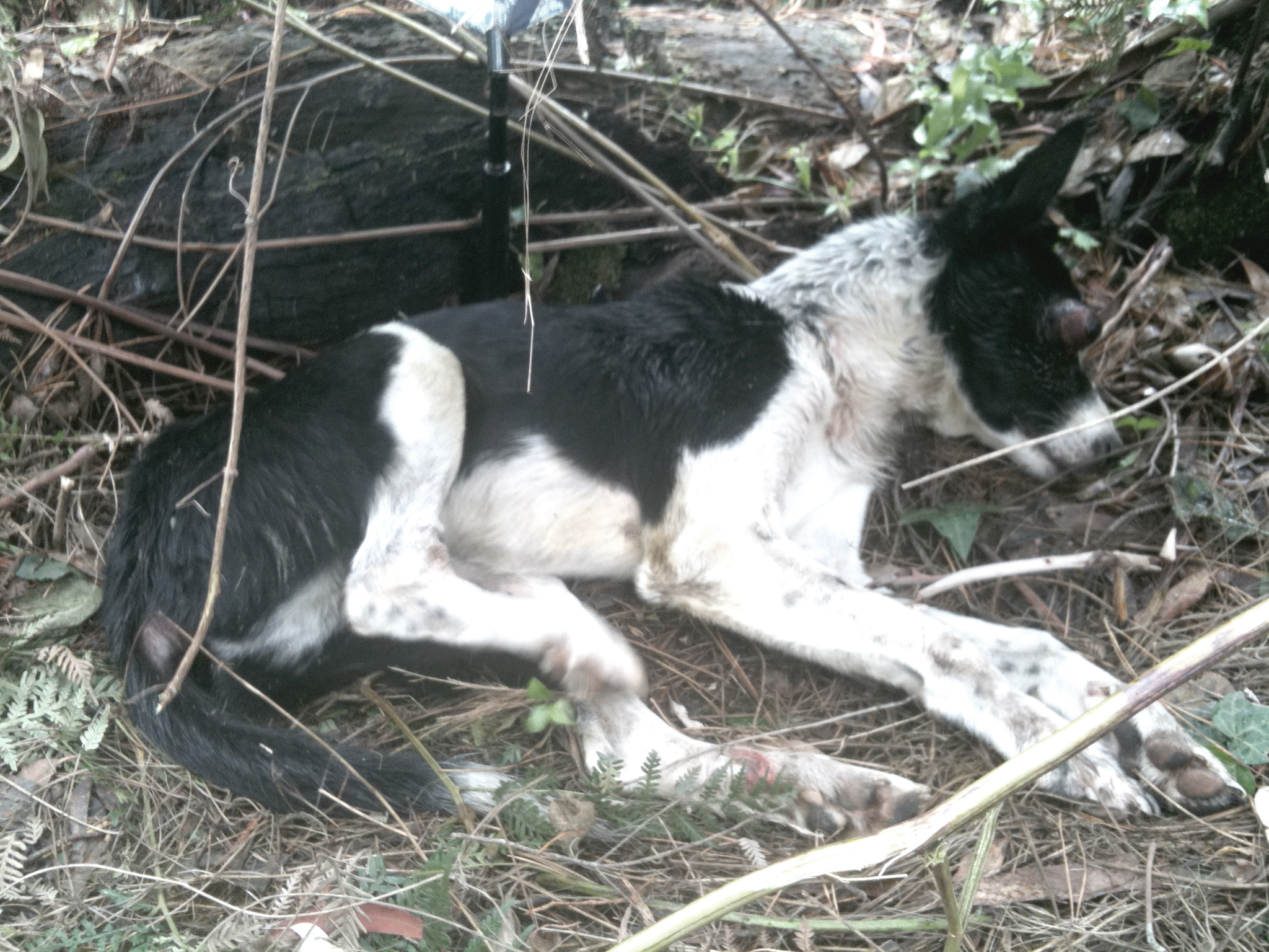 RSPCA shares images of animal cruelty in a bid to stop "soaring number ...