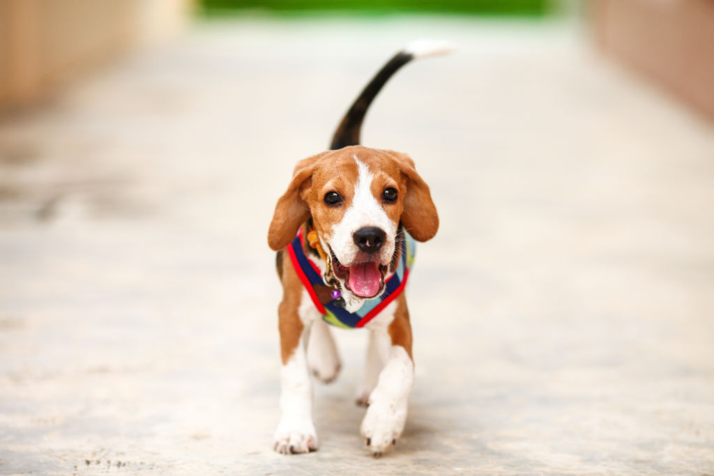 New cancer drug tested on beagle with view to curing prostate cancer