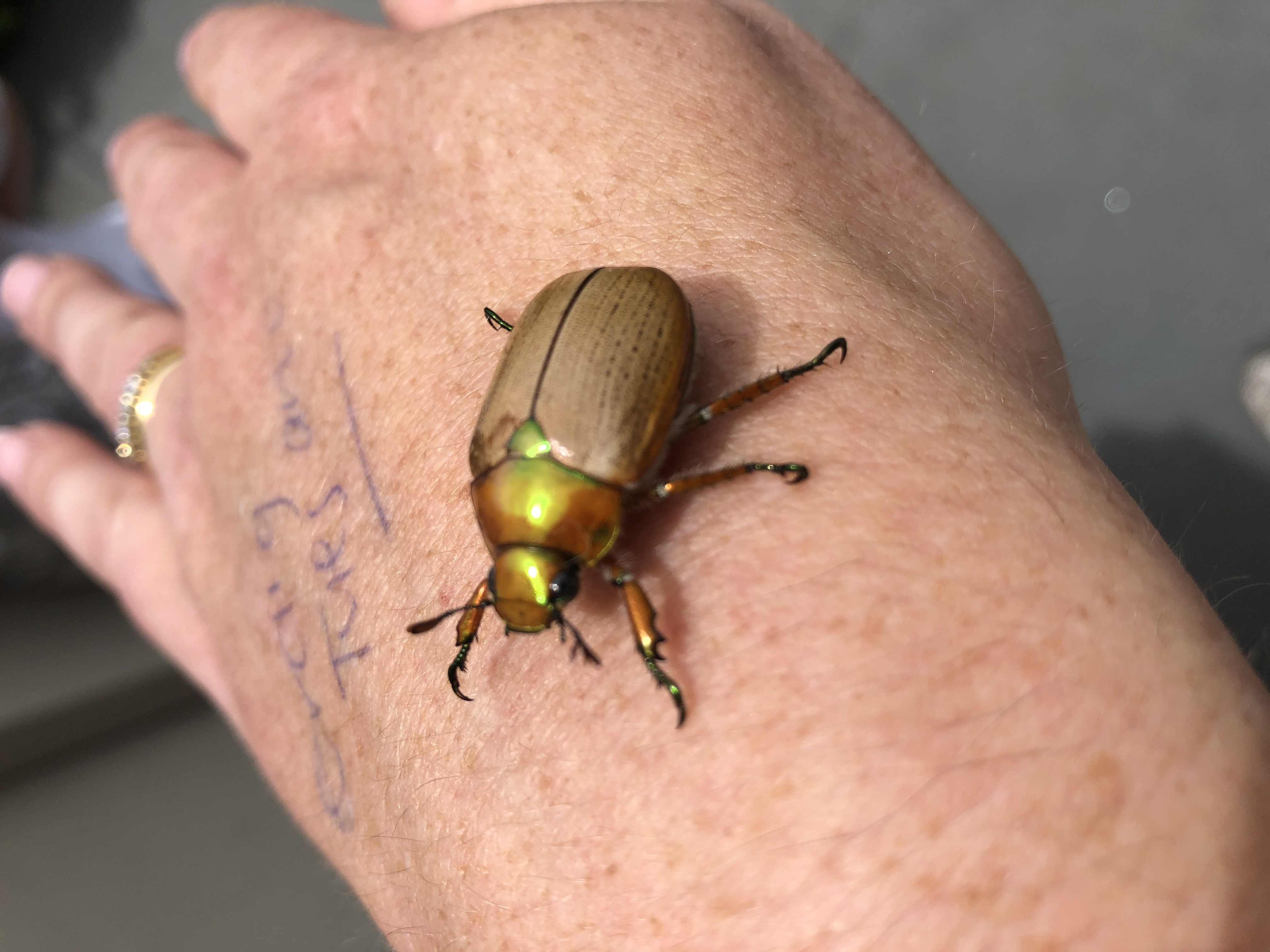 Why you haven't seen many Christmas beetles this year - 3AW