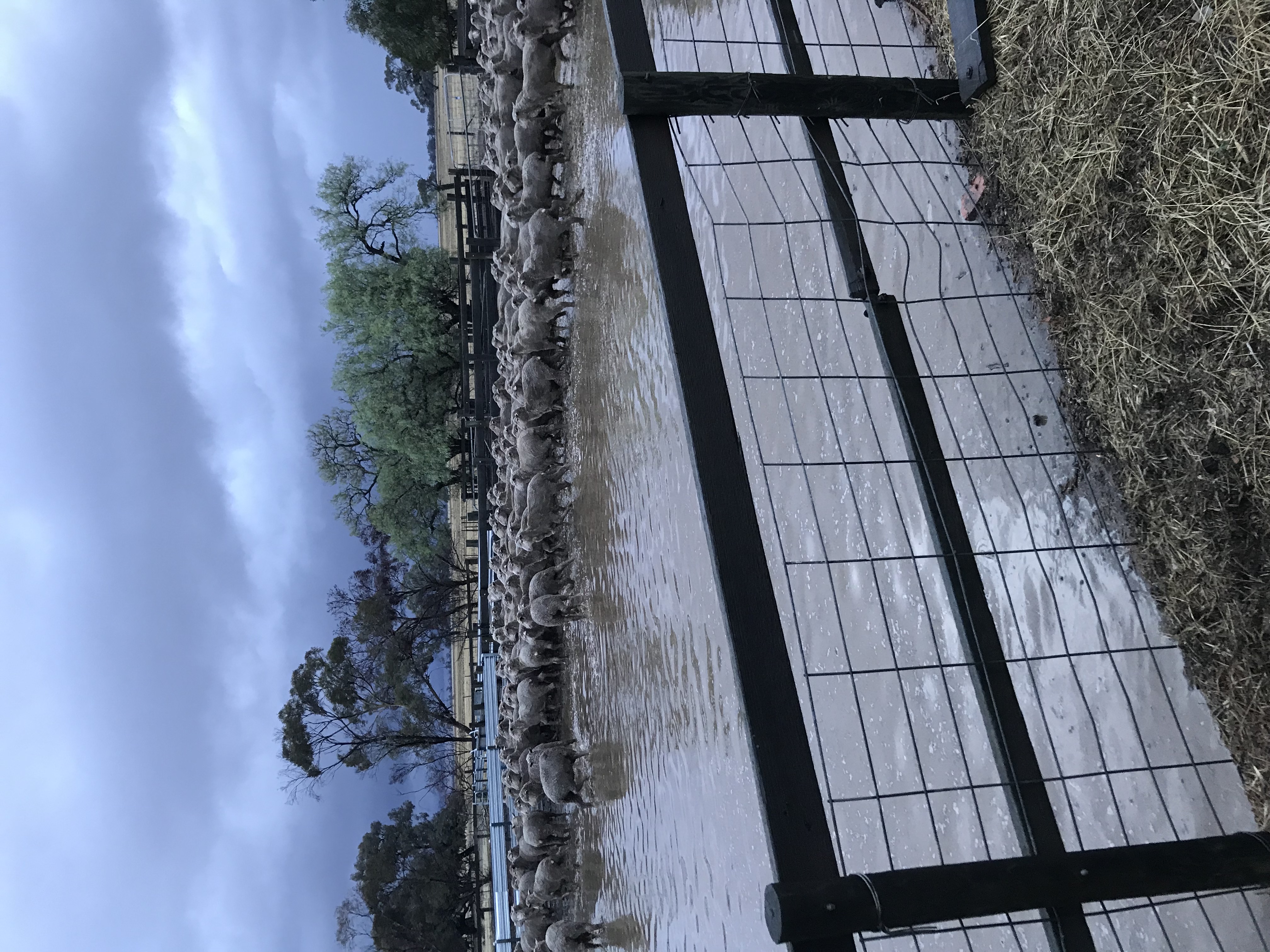 Farmers lose livestock in flooding caused by Thursday's downpour