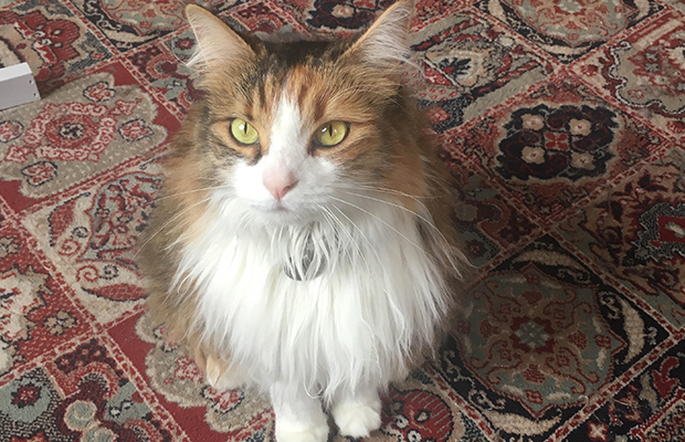 Livinia Nixon helps 3AW find a missing Collingwood cat called ...