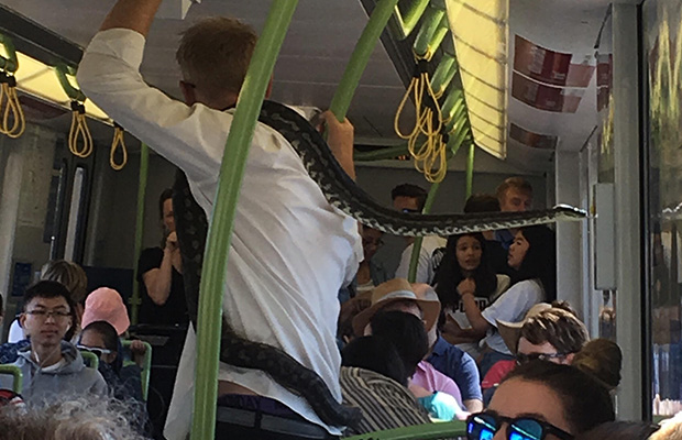 Snake on a train: Sssslithering passenger joins morning commute
