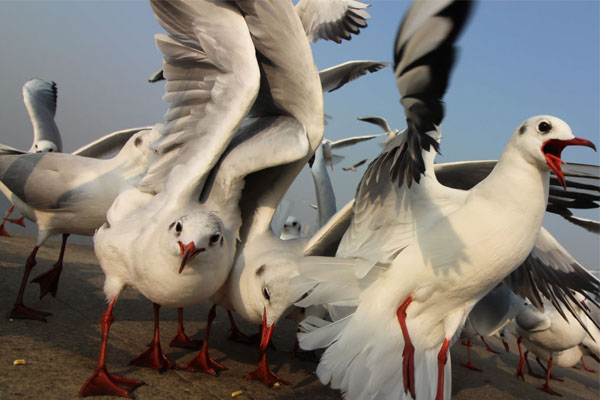 Sick of seagulls stealing your chips? Here's how you can keep them away ...