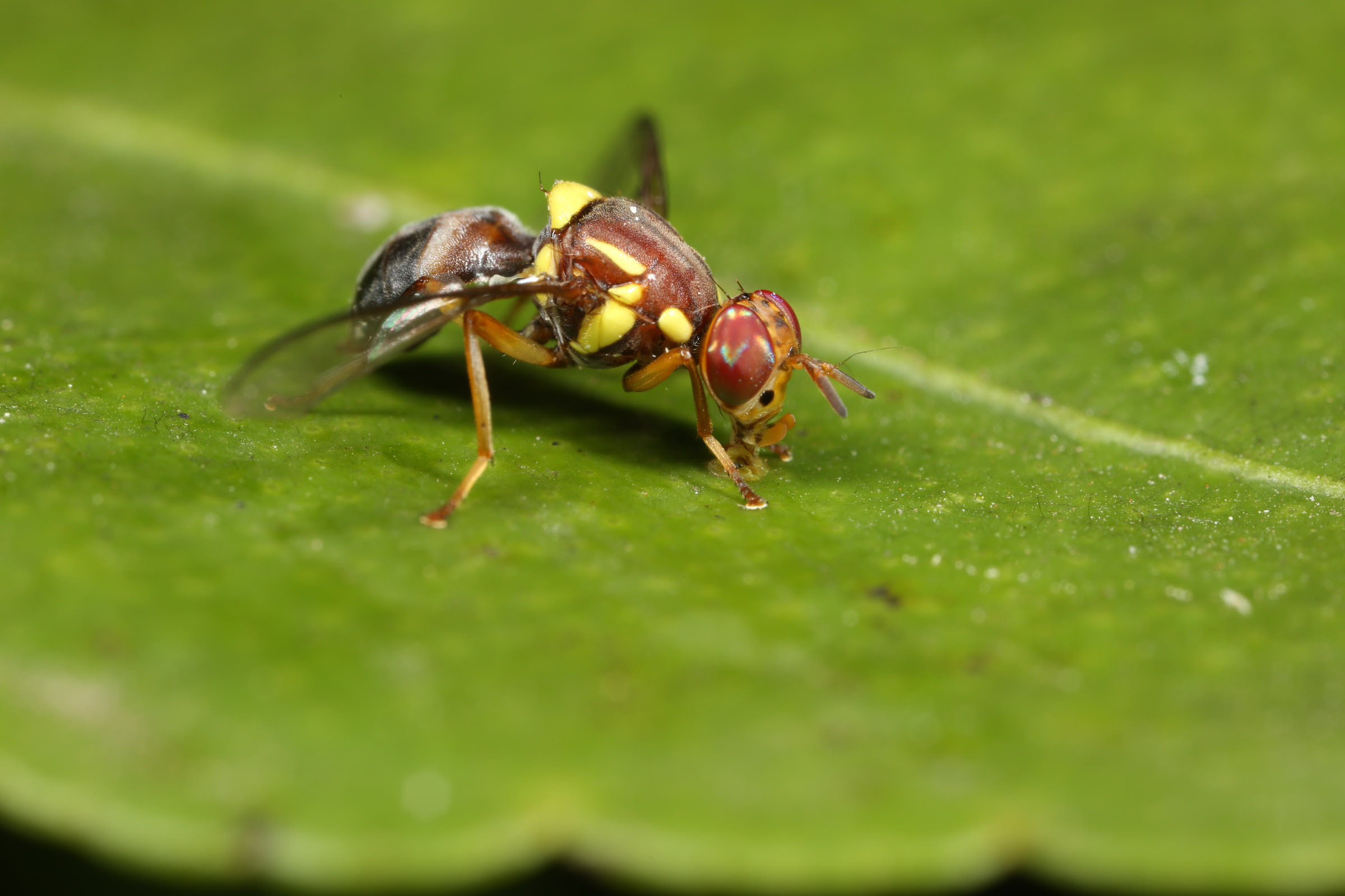 Operation fruit fly - 3AW