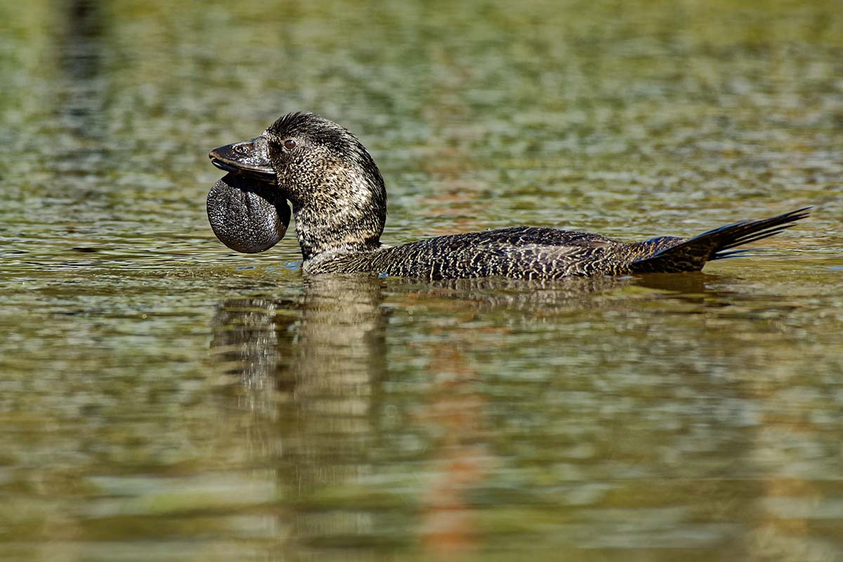 'You bloody fool': The Australian duck that learnt to swear