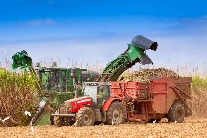 Survey places cane growers at the heart of industry growth - 3AW