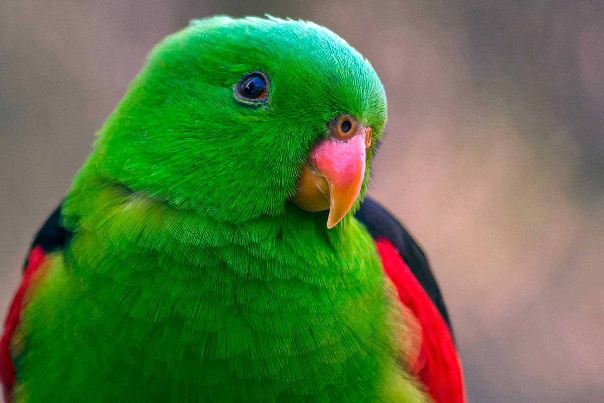 How toxic fruit is getting parrots 'drunk' in Australia's north-west