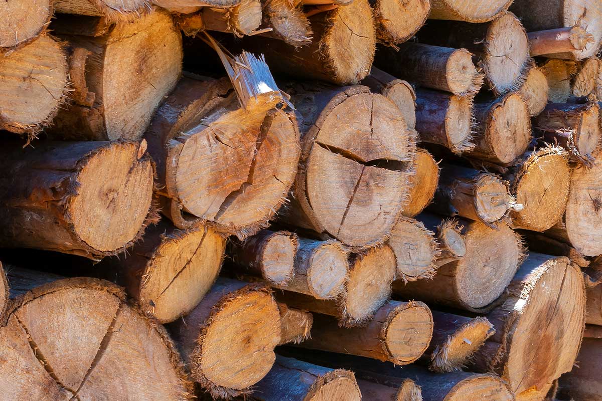 Court order to stop native timber harvesting branded a 'kick in the ...