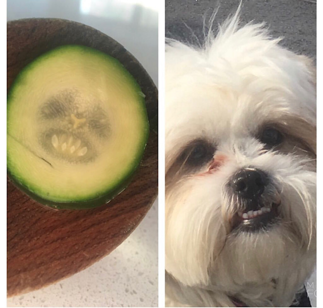 PHOTO GALLERY: Seeing faces in everyday objects