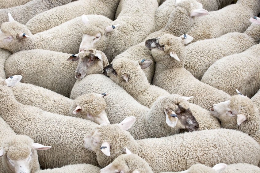 Demand for sheepmeat grows - 3AW