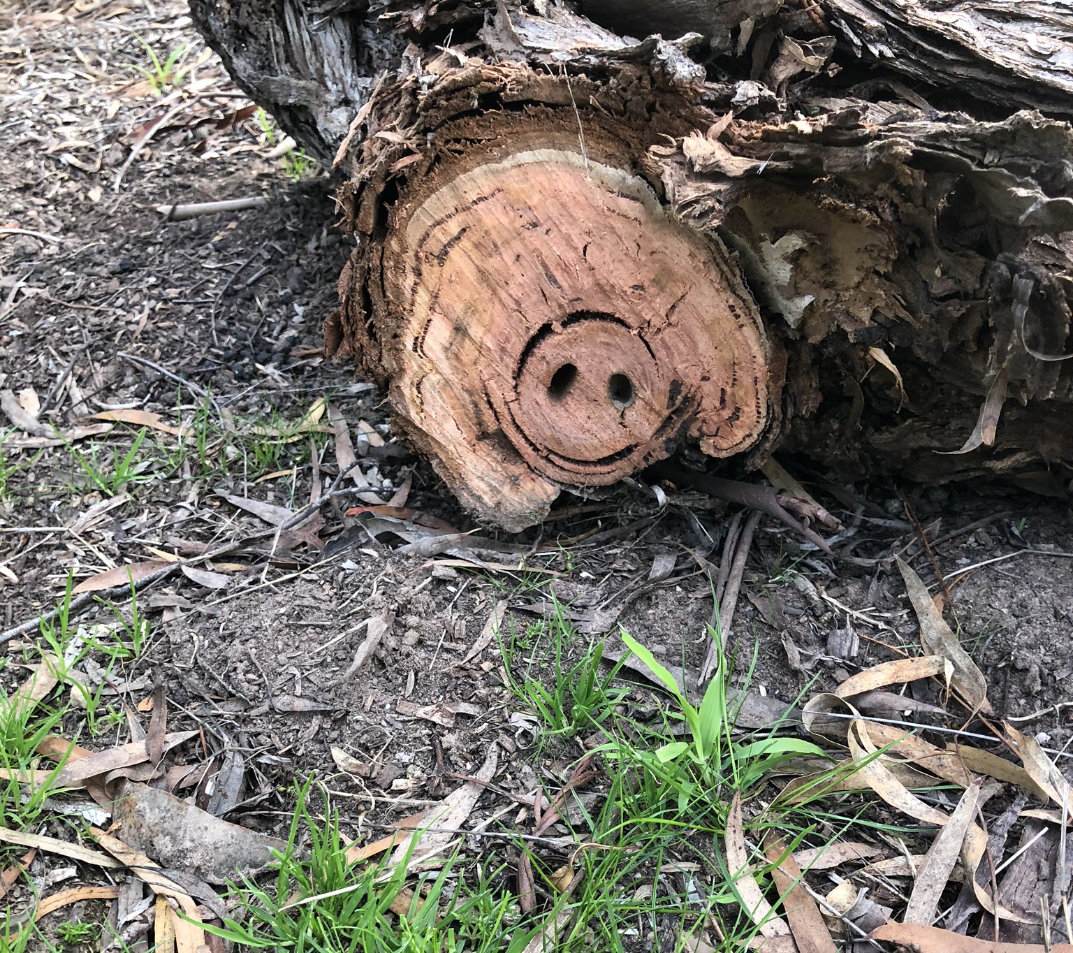 PHOTO GALLERY: Seeing faces in everyday objects