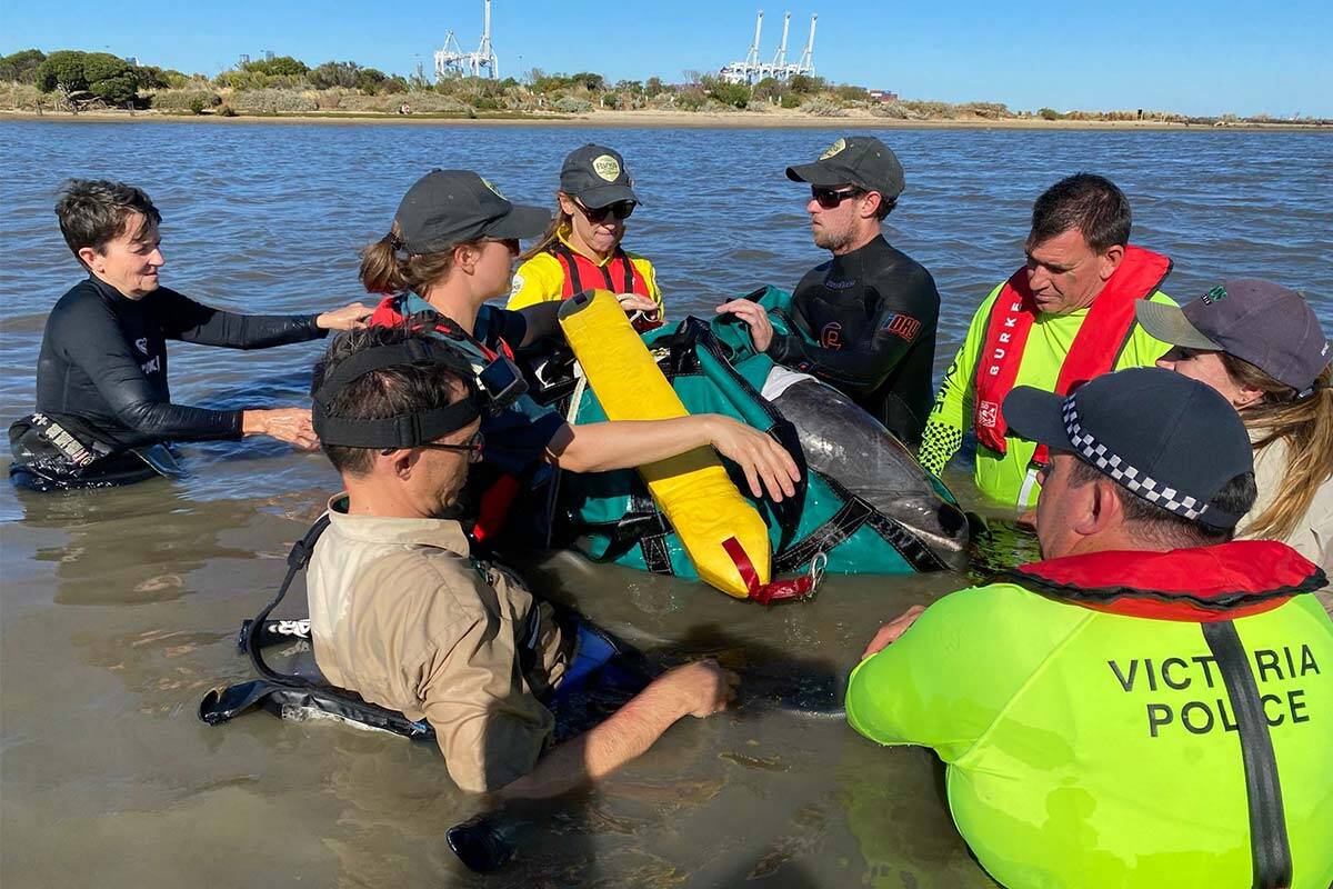 Stranded dolphin rescued at Williamstown