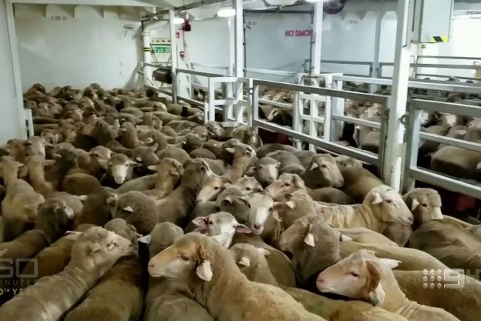 Producers welcome live export rule changes - 3AW