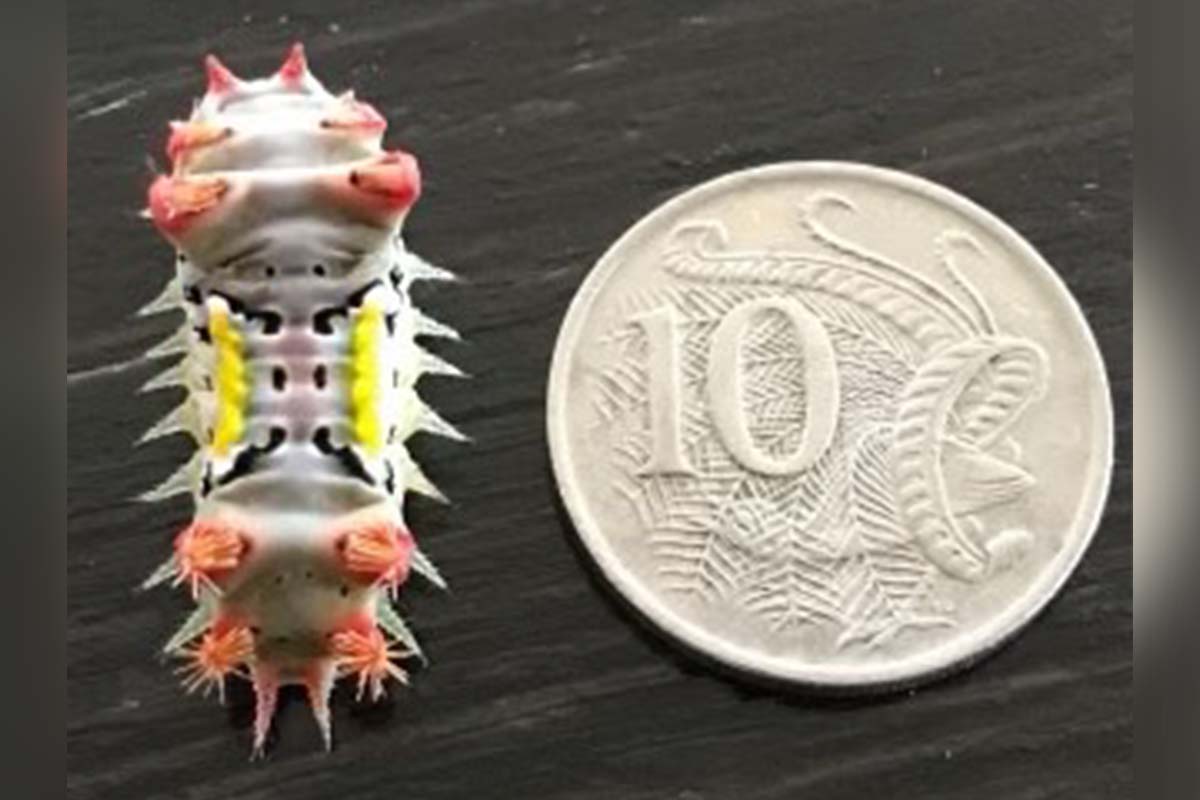 Do you know what this is? Unusual critter spotted on the Mornington ...
