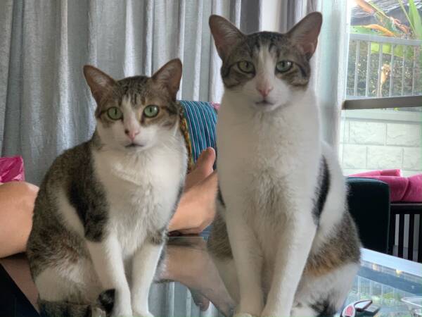 The huge price a couple paid to fly two pet cats to Australia