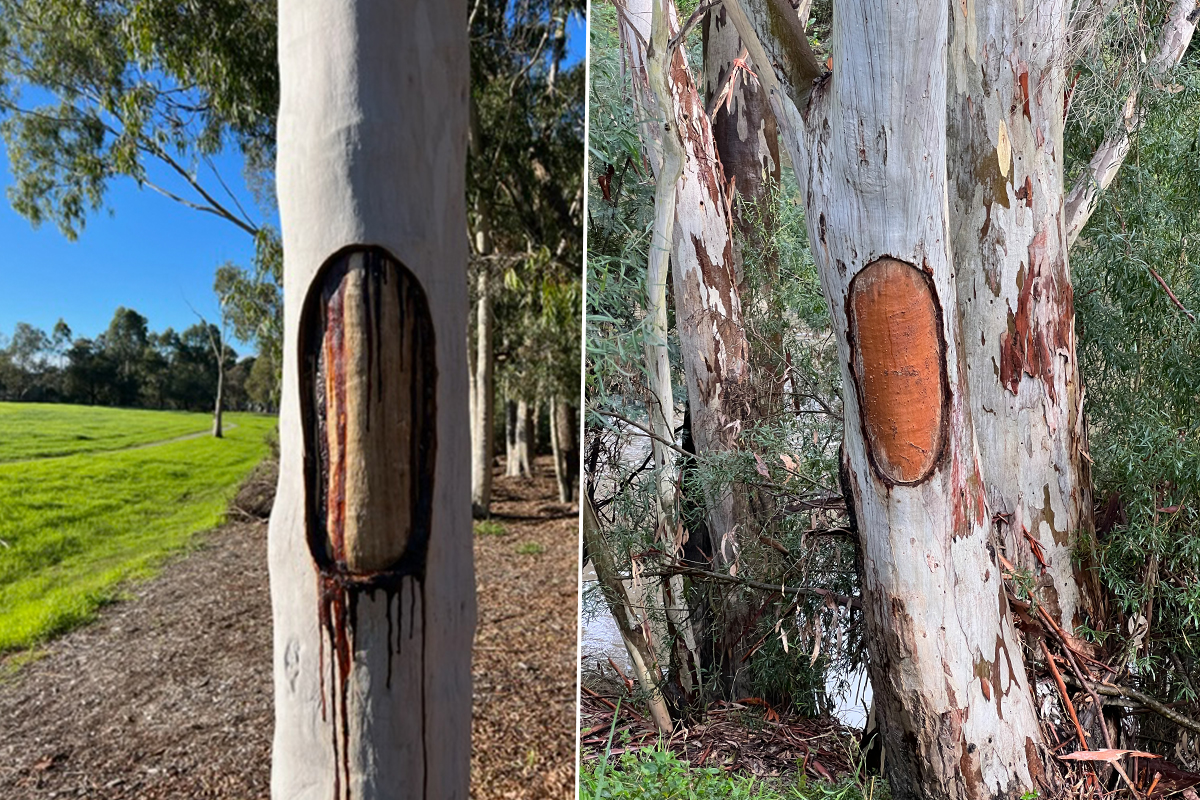 What are these tree markings? Dee Dee wants to know!