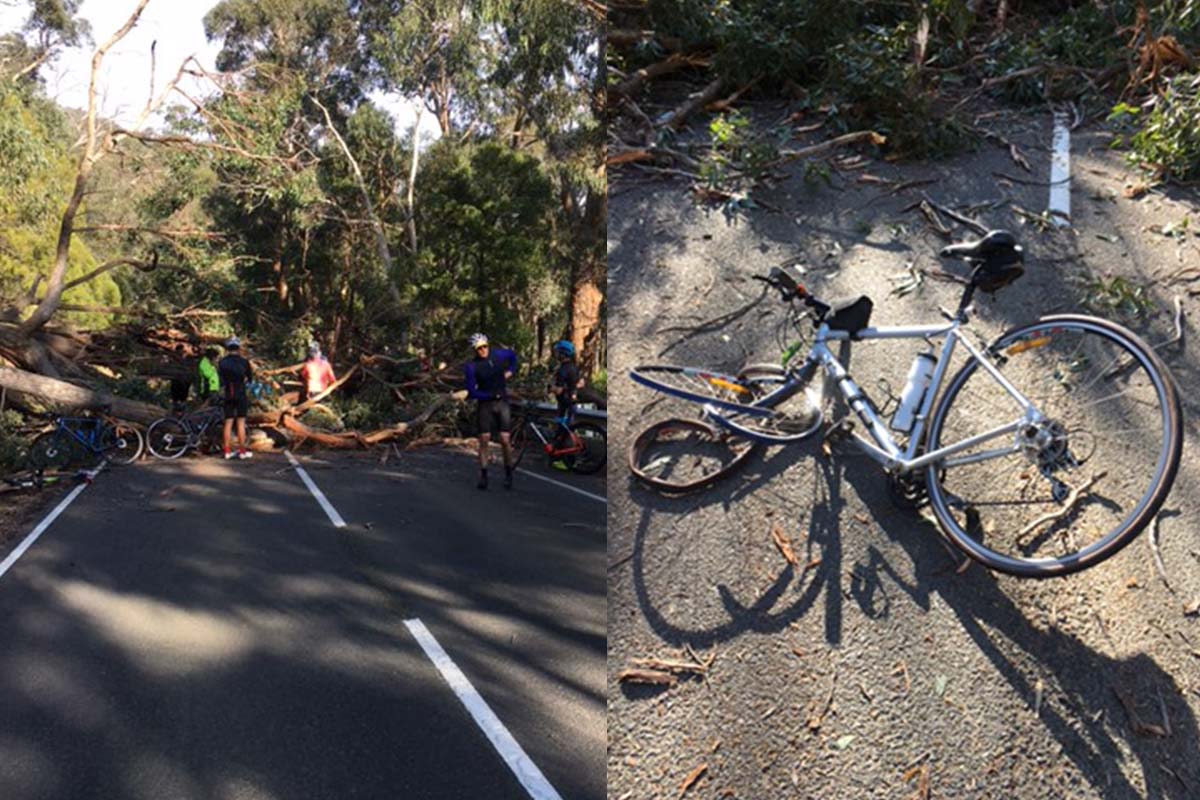 Cyclist narrowly escapes serious injury after being struck by huge tree