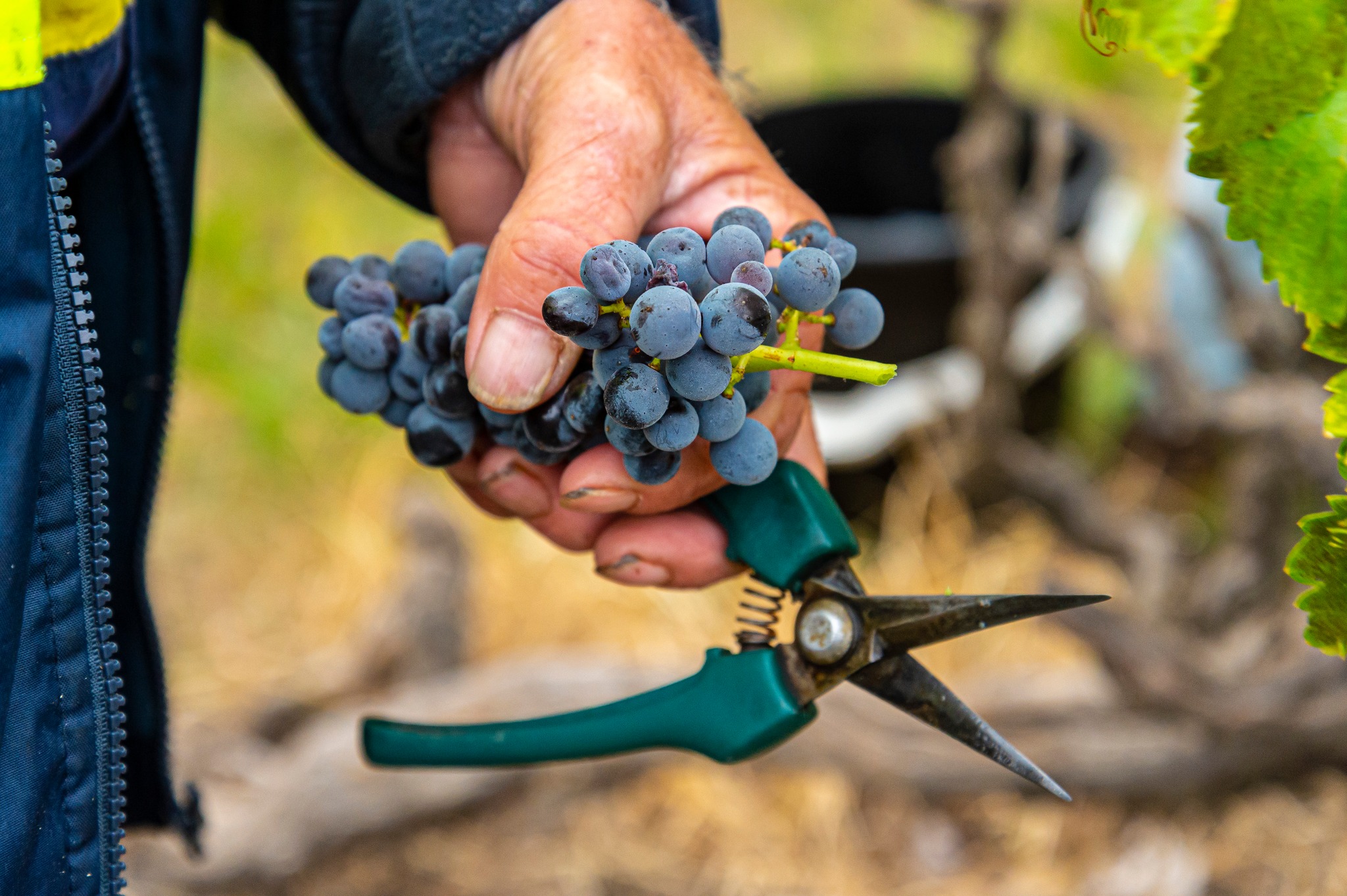 Getting wine safety right. - 3AW