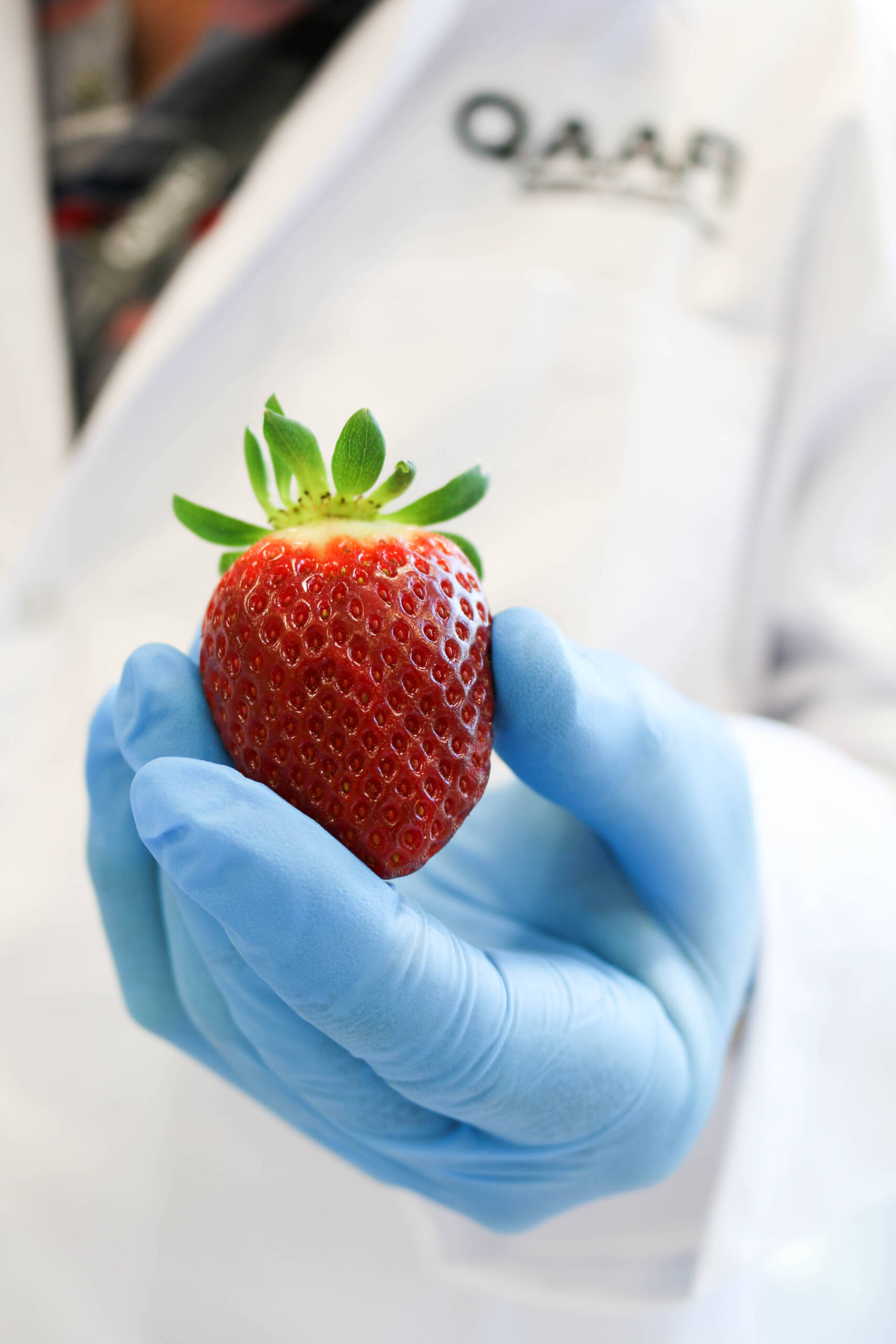 Breeding a new flavour of strawberries - 3AW