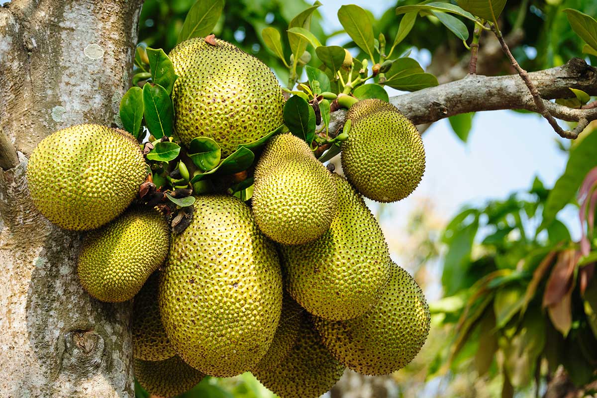 How to make this fruit more consumer friendly
