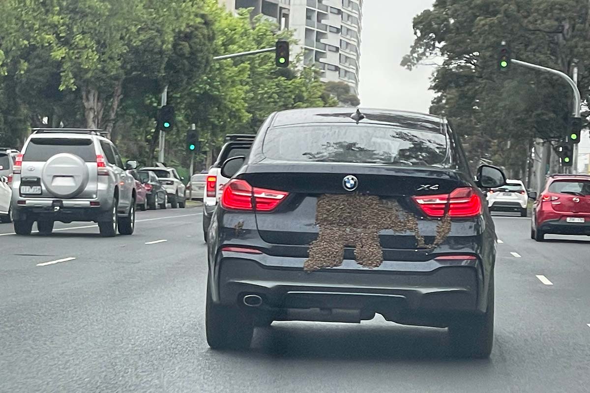Bee swarm spotted on back of car on Nepean Hwy