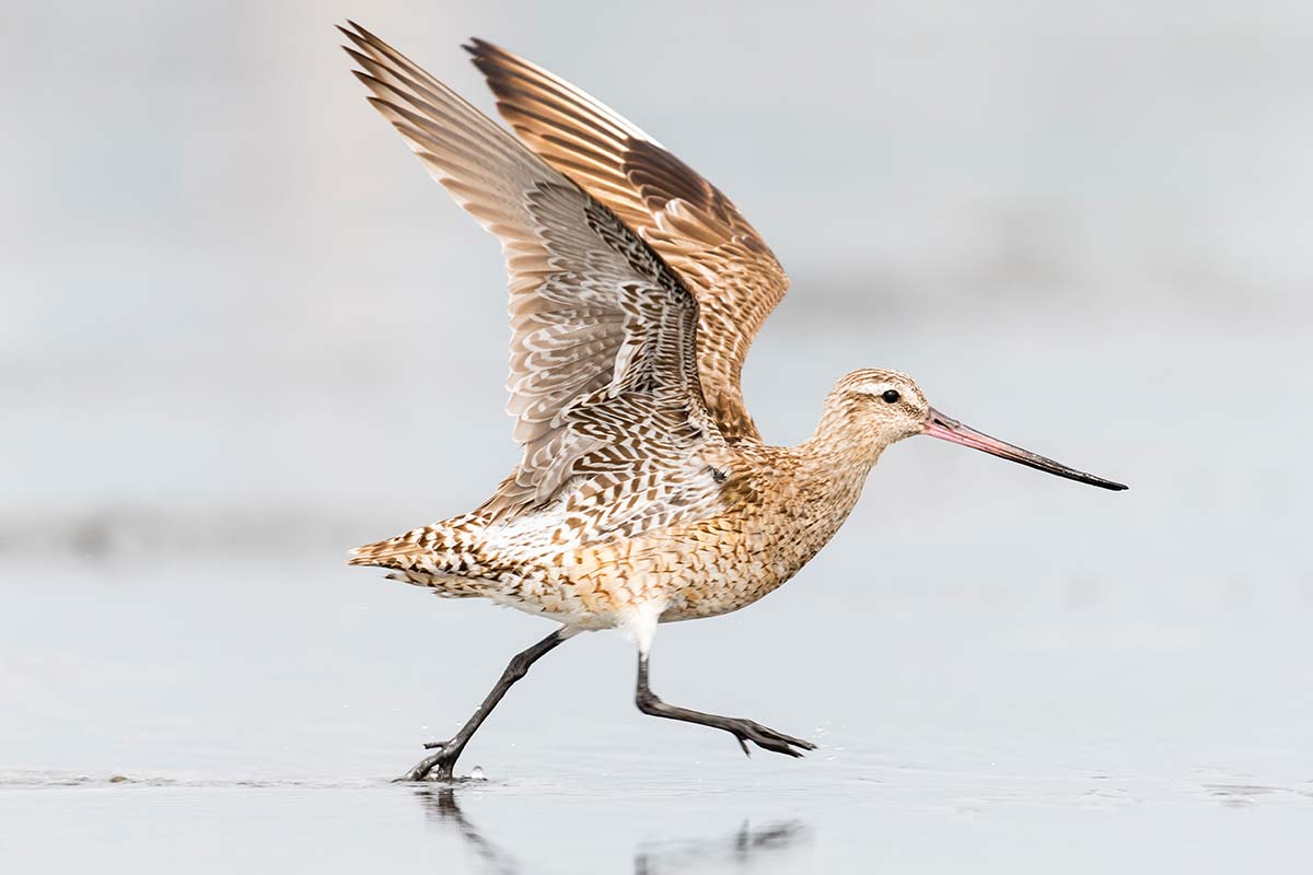 Bar-tailed godwit sets new world flight record
