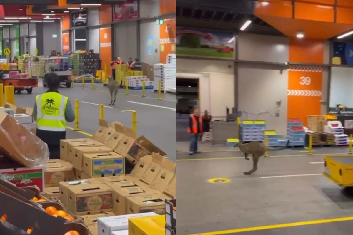 Kangaroo hops through Epping market