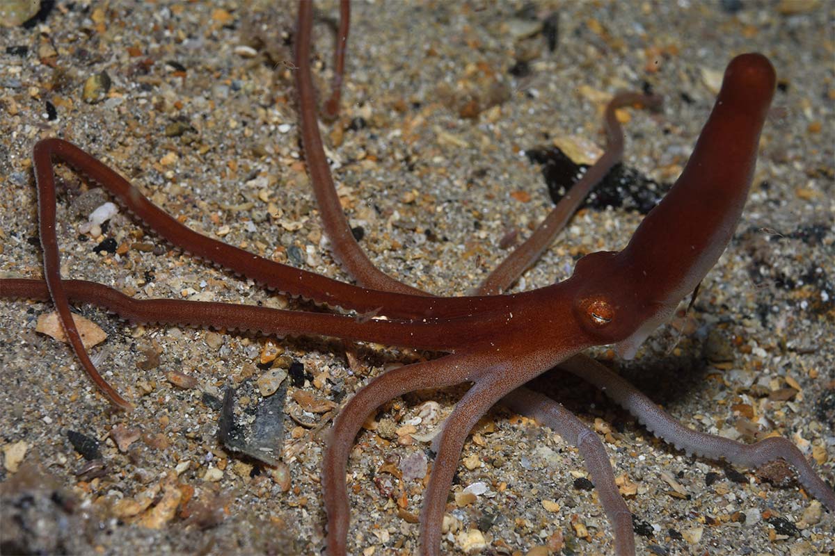 Octopus venom could be a gamechanger in battle against serious melanoma