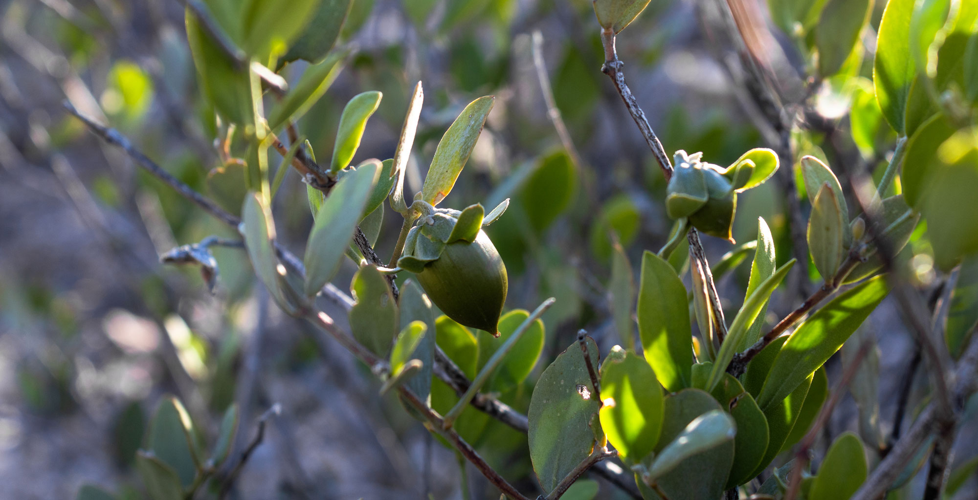 Unlocking the jojoba plant's full potential - 3AW