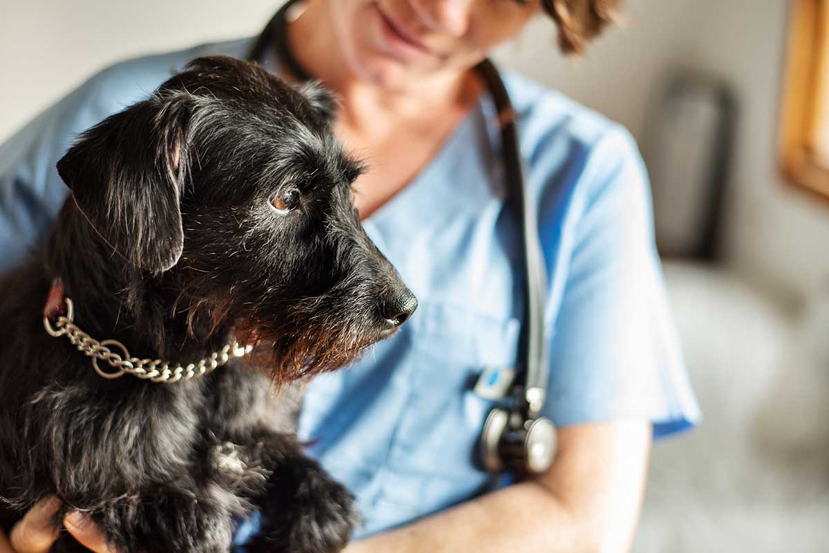 What is driving the vet shortage across Melbourne