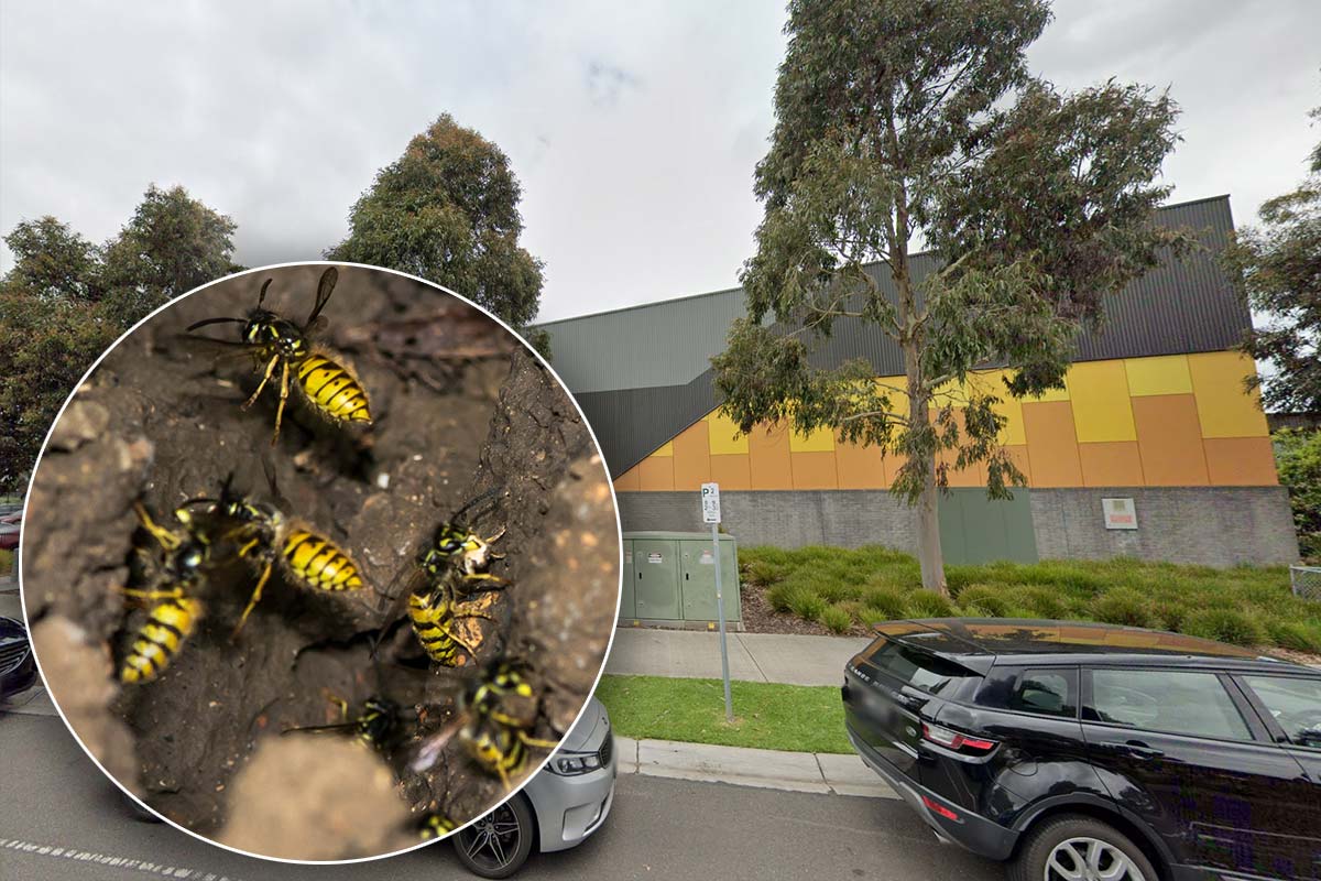 Students hospitalised after wasp attack at school in Melbourne's west