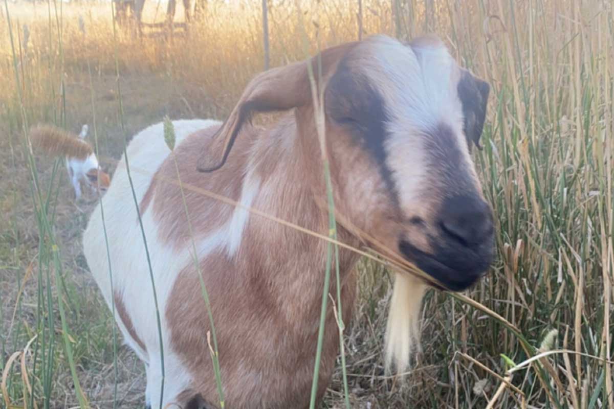 UPDATE: Moby the missing goat has been FOUND!