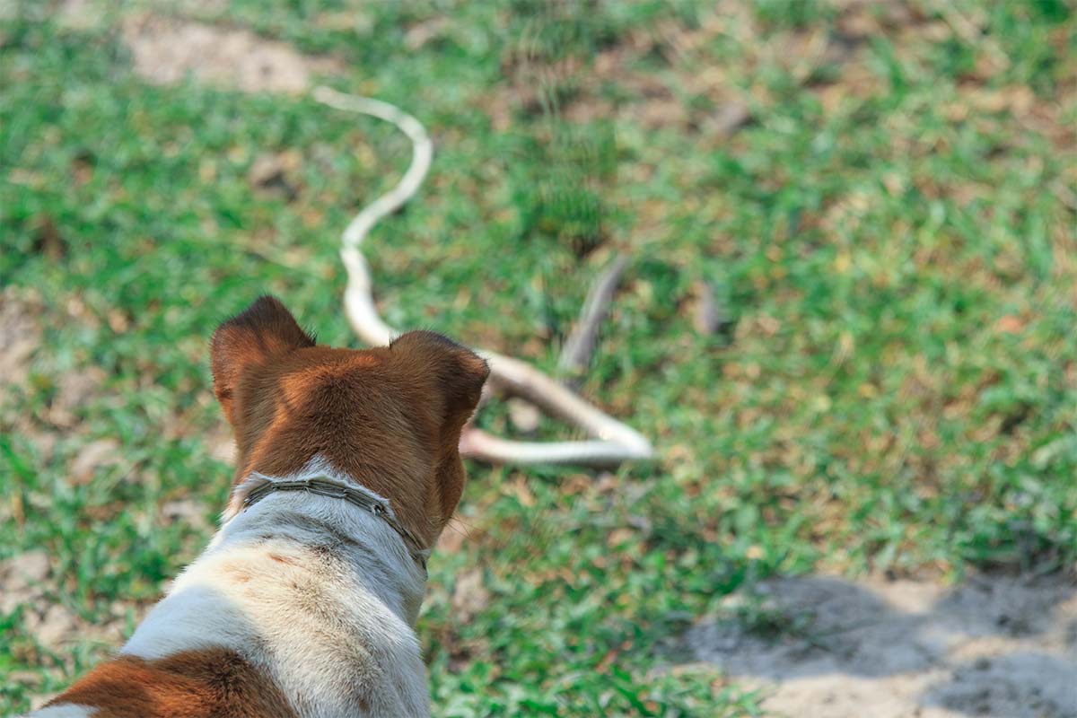 Dog owners urged to be wary after spate of snake bites
