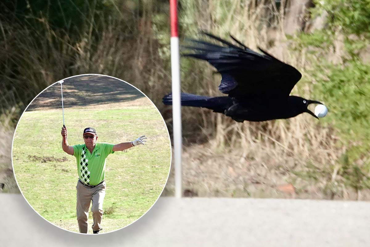 Crows torment golfers at Victorian golf club