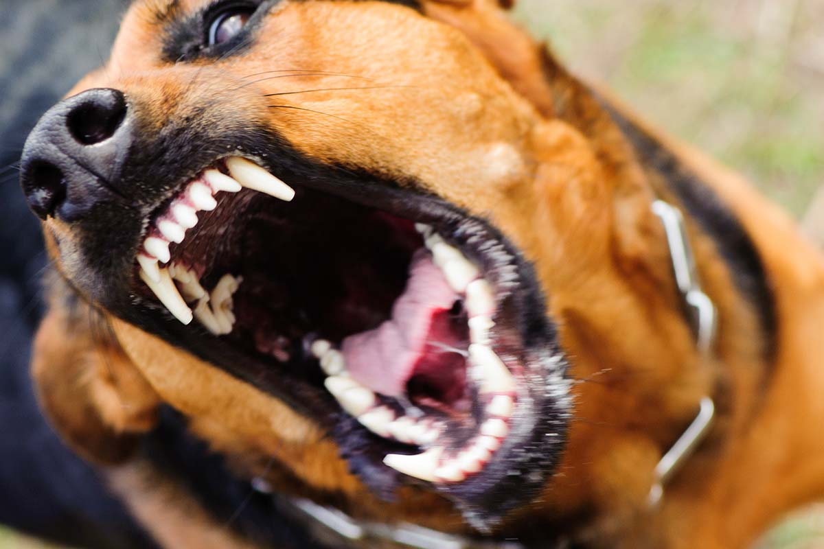 Alarming Melbourne dog attack statistics revealed