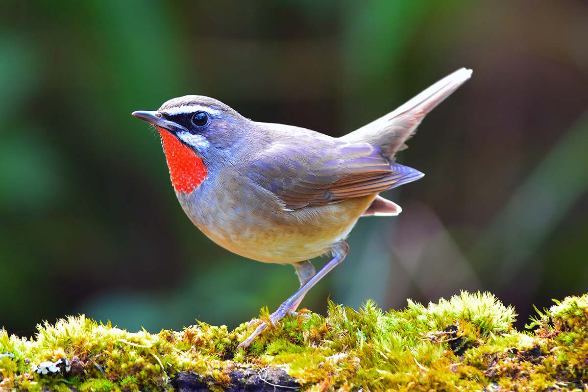 Bird species usually found in Russia spotted in Australia for the first ...