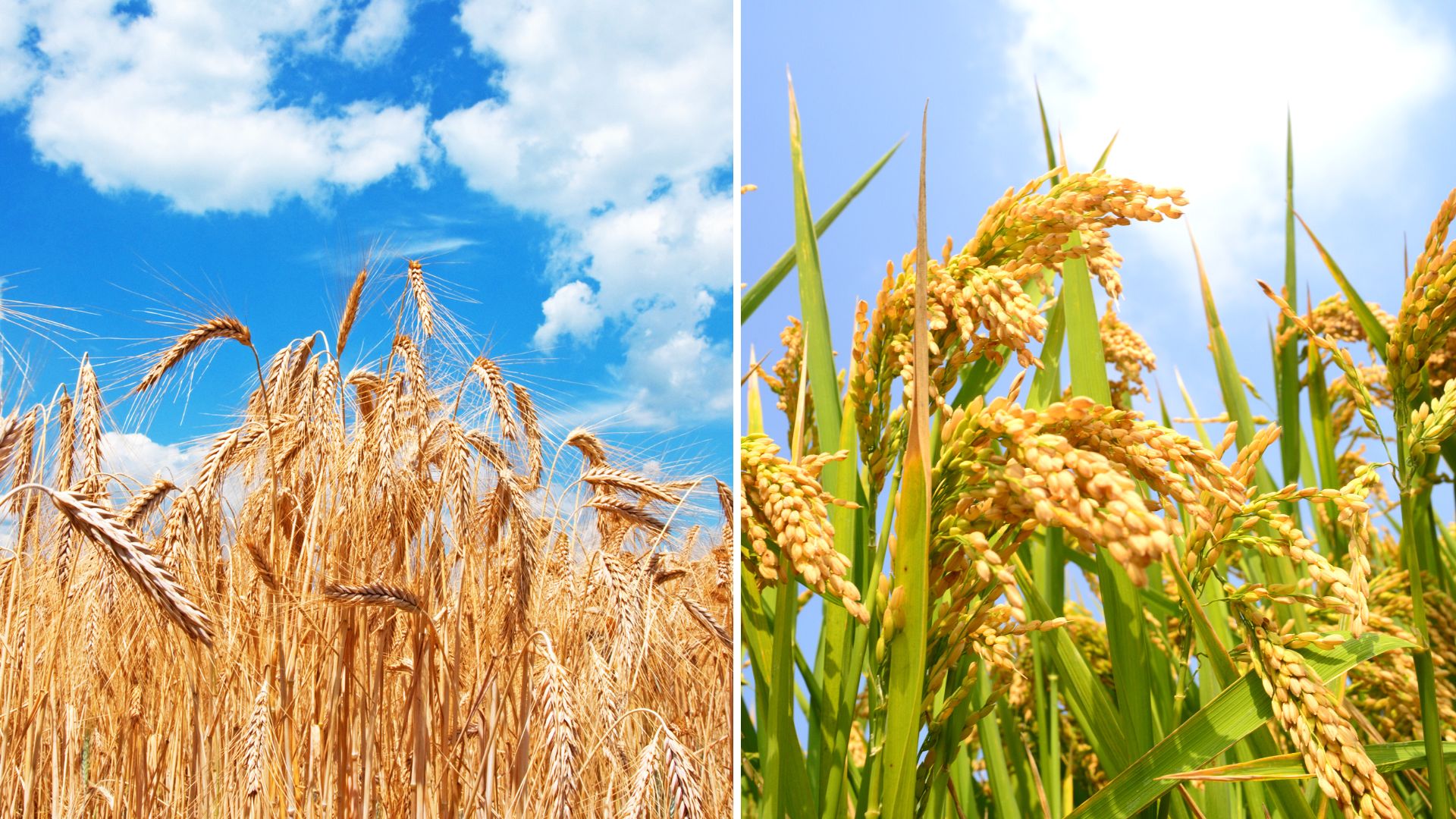 Simplifying weather data for farmers - 3AW