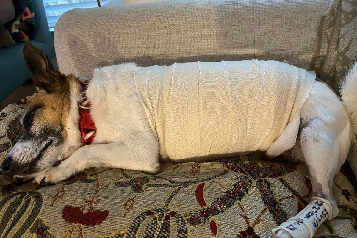 Dog mauled in 'awful' attack in Melbourne's south-east