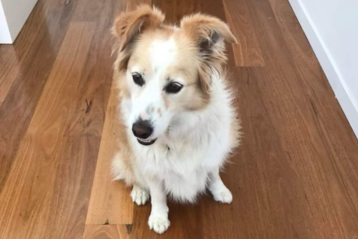 A stark warning for pet owners after dog poisoned with meth