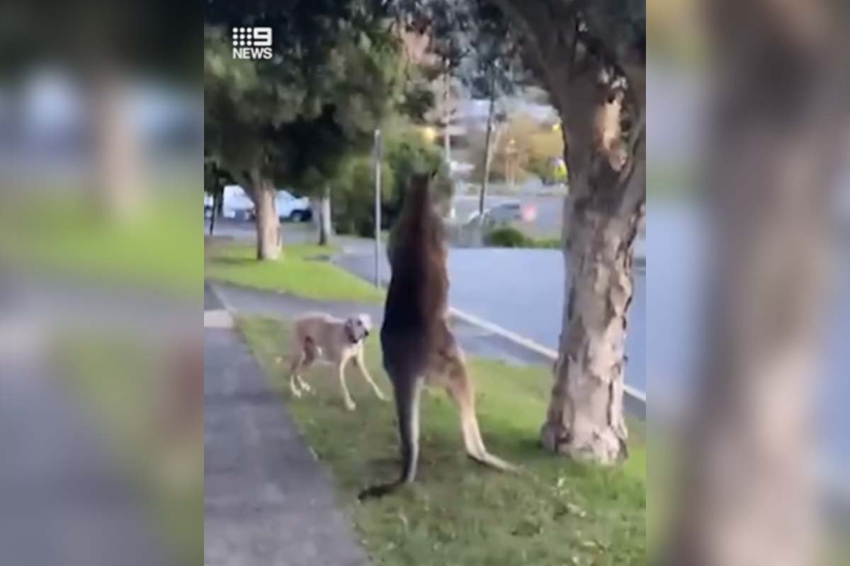 VIDEO: Kangaroo and dog stand off in Upwey