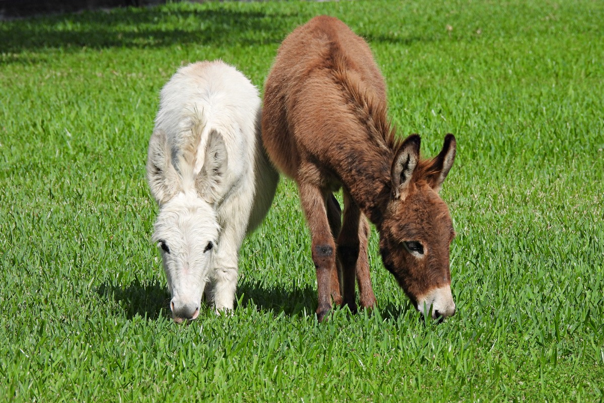 The unusual pet seeing a surge in popularity in Victoria