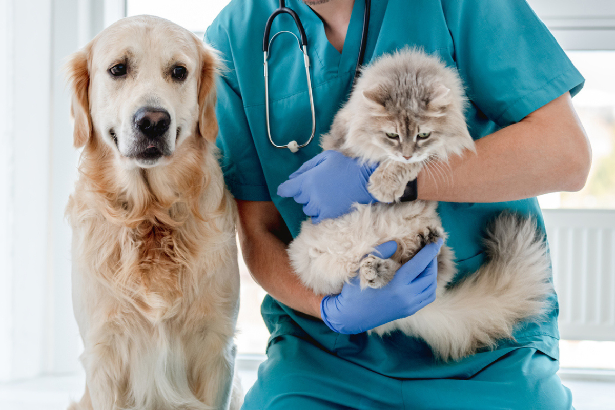The issue causing growing pressure in the veterinary industry