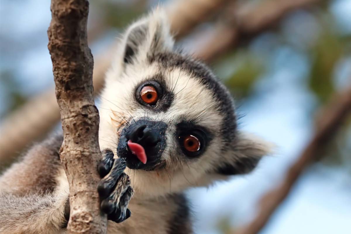 How zoo poo could prevent thousands of amputations a year