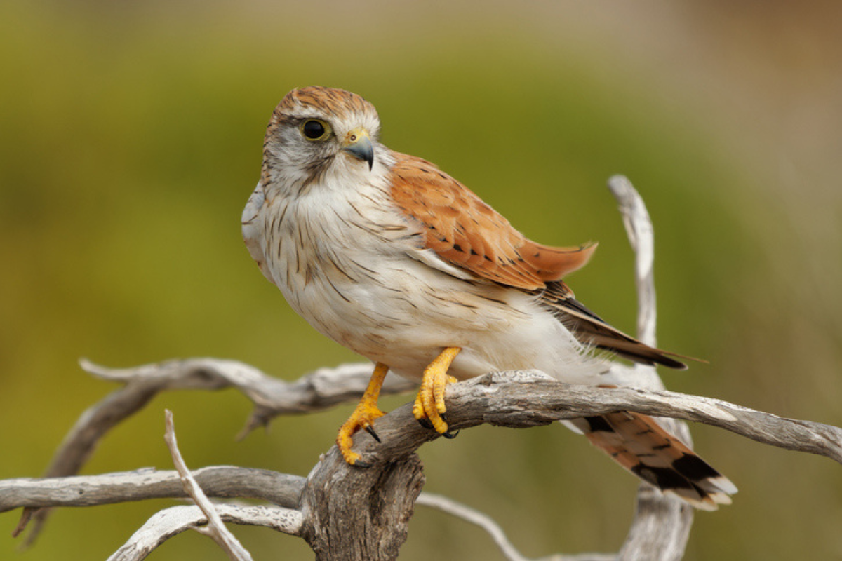 Ask Neil Anything: Where do birds go to die?