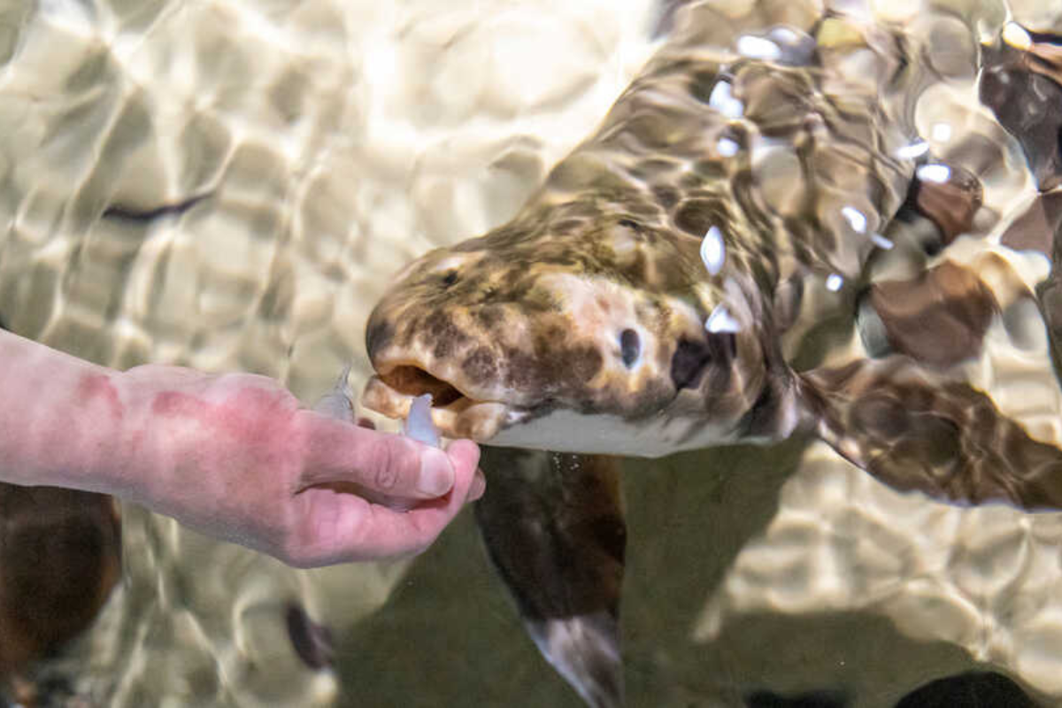 The Australian link to the world's oldest fish