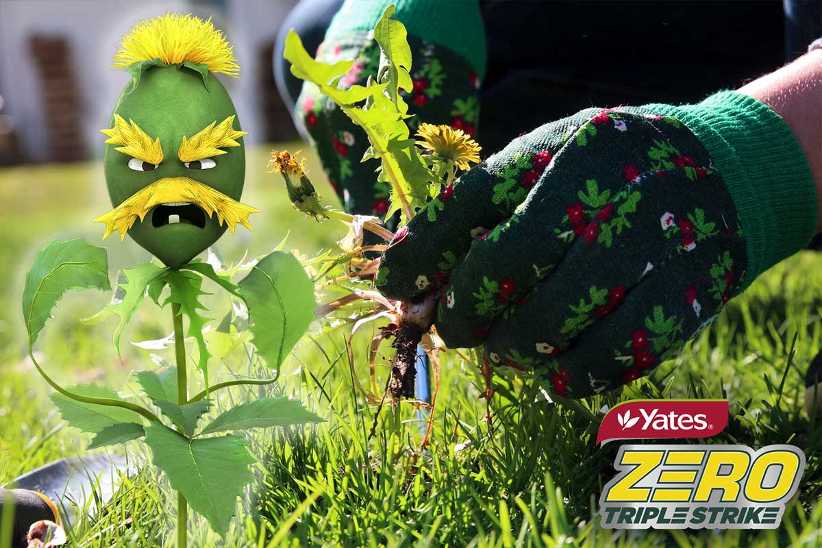 Why weeds grow so fast at this time of year