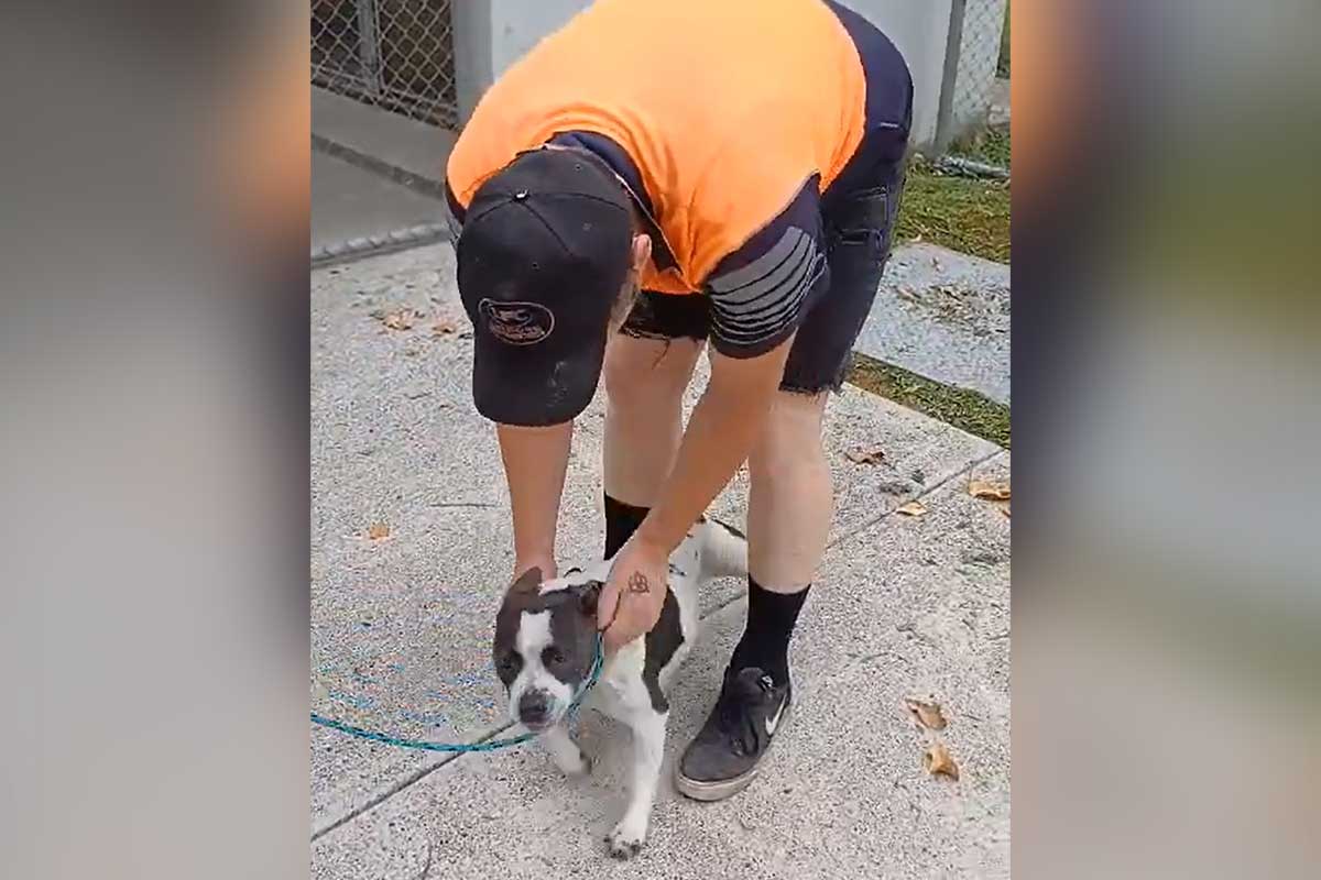 The heartwarming moment two missing dogs were reunited with their owner