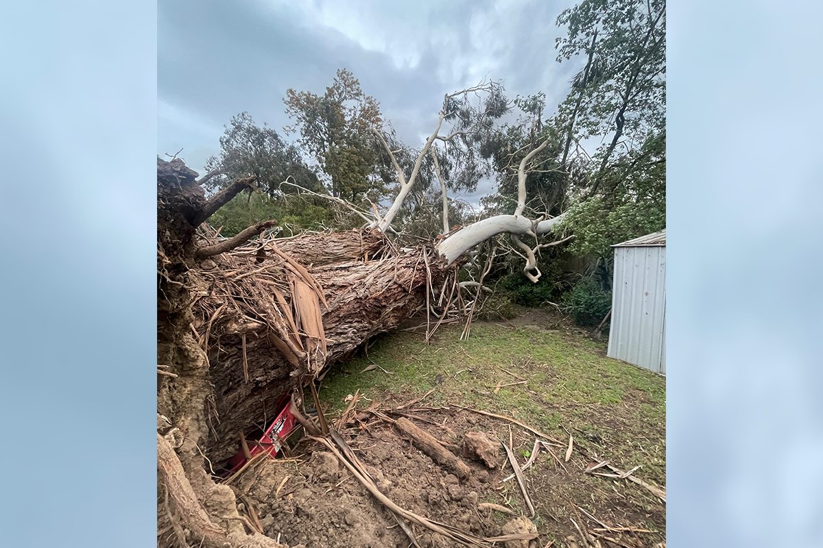 Massive tree narrowly misses house as wild weather sweeps the state