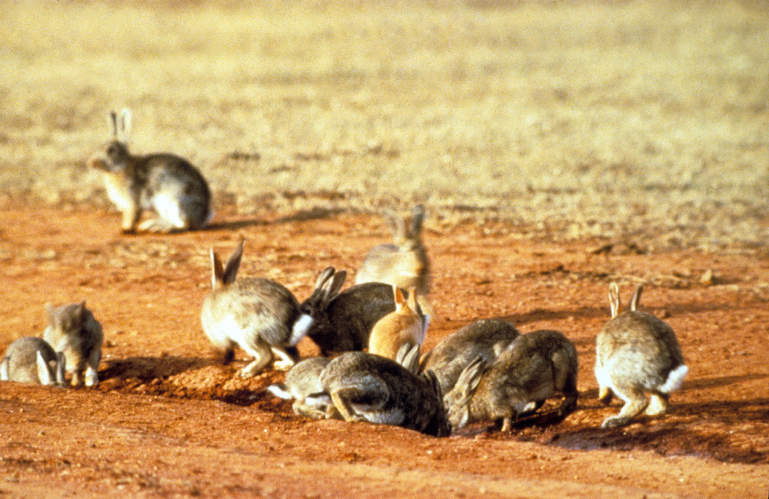 Rabbit Popluation Solutions - 3AW